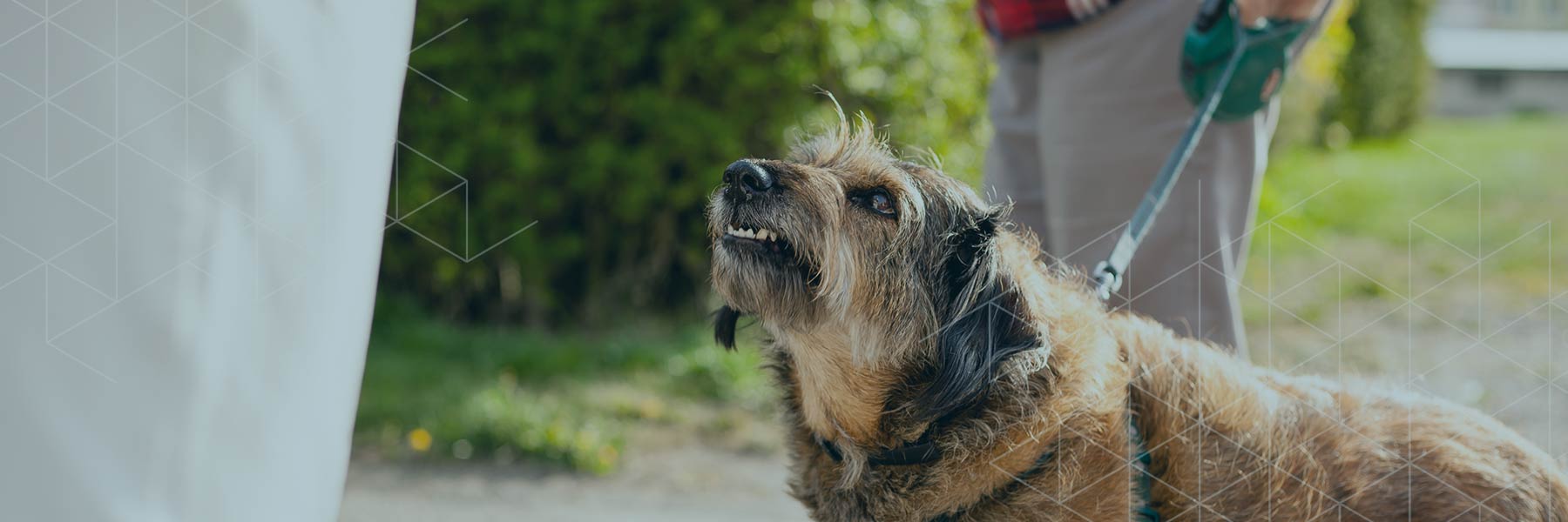 Baltimore Dog Bite Attorney | Dog Bite Injuries in Maryland